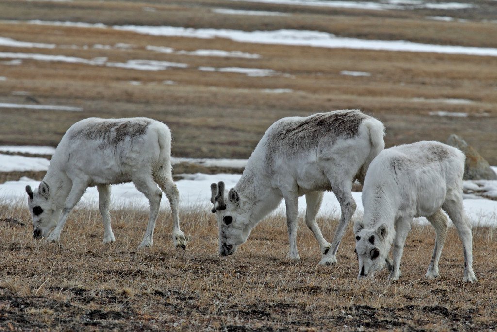 Une drôle de solution parfumée pour protéger le caribou - Éco Héros - L ...