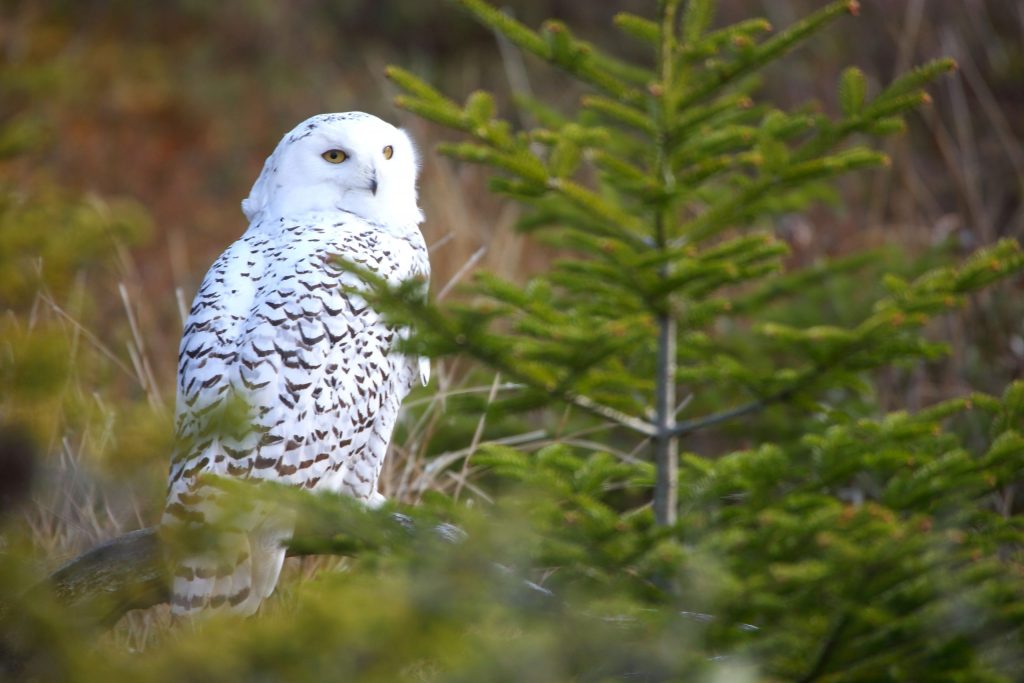 Le harfang des neiges & Le polatouche & Le renard roux - Éco Héros - L ...