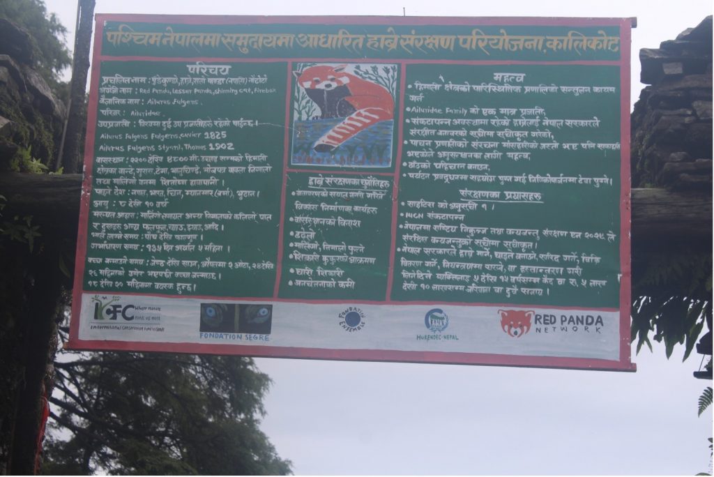 Des nouvelles « pandastiques » des pandas roux ! - Éco Héros - L ...