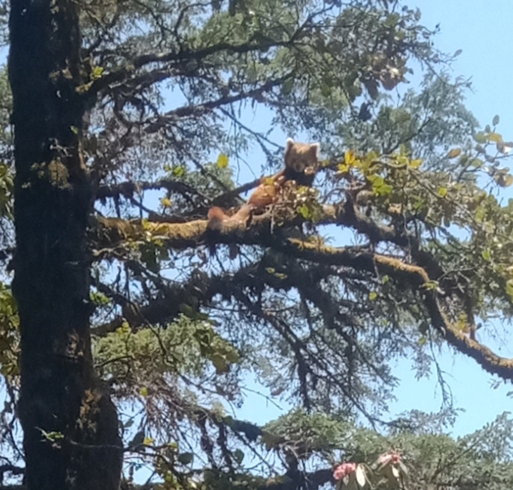 Des nouvelles « pandastiques » des pandas roux ! - Éco Héros - L ...