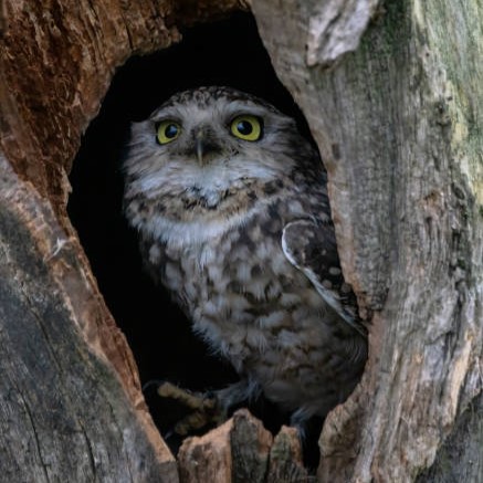 Es-tu un chat, un hibou, un écureuil ou un caribou ? - Éco Héros - L ...
