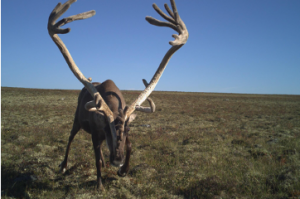 Le caribou - Éco Héros - L’organisation des enfants pour la conservation