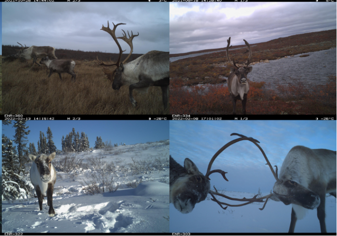 Le caribou - Éco Héros - L’organisation des enfants pour la conservation