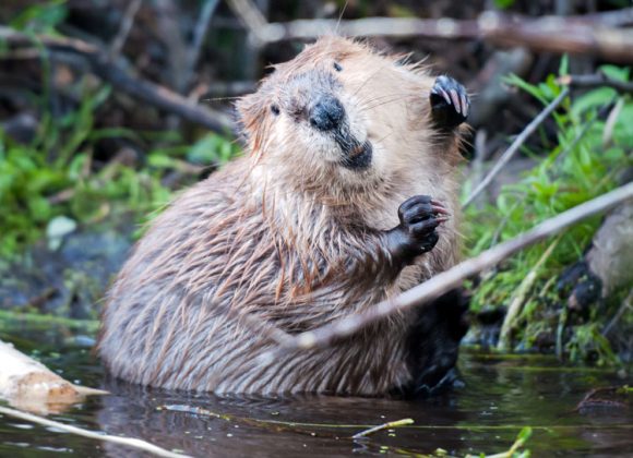 L’analyse des barrages avec Anna-Lise Castor - Éco Héros - L ...